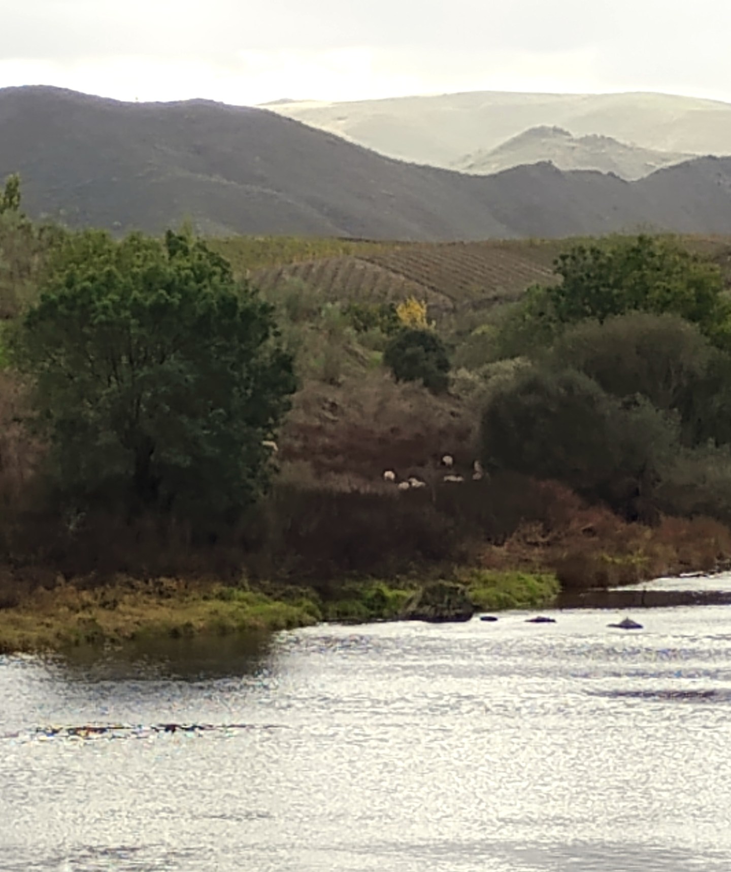 meander: the metaphysics of rivers – …Theresa Kishkan