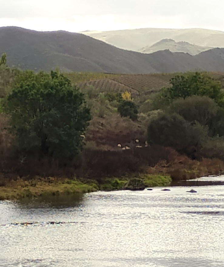 meander: the metaphysics of rivers – …Theresa Kishkan